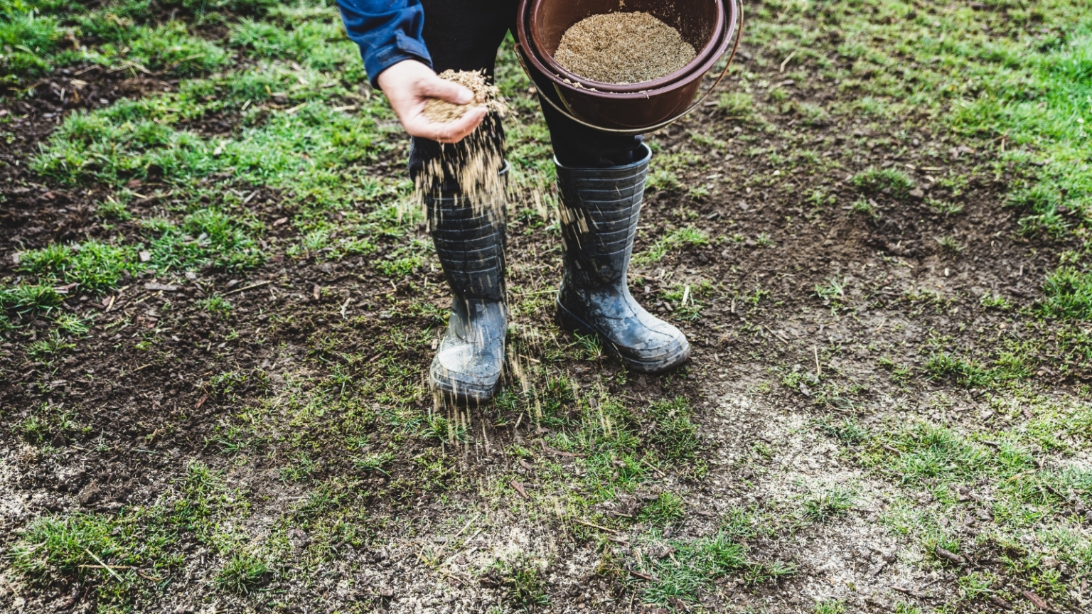 When and How to Plant Grass Seed
