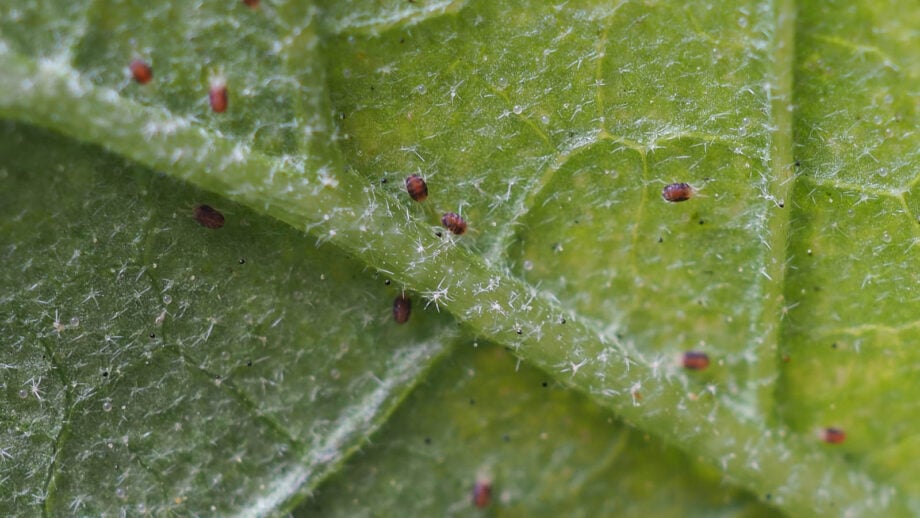 How to Plant, Grow, and Care for Hops