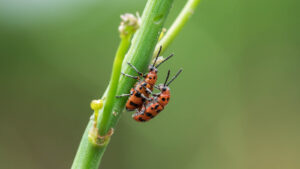 How to Identify, Control, and Prevent Asparagus Beetles