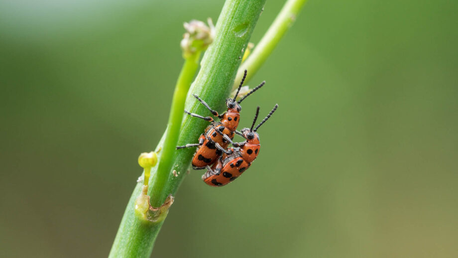 How to Identify, Control, and Prevent Asparagus Beetles