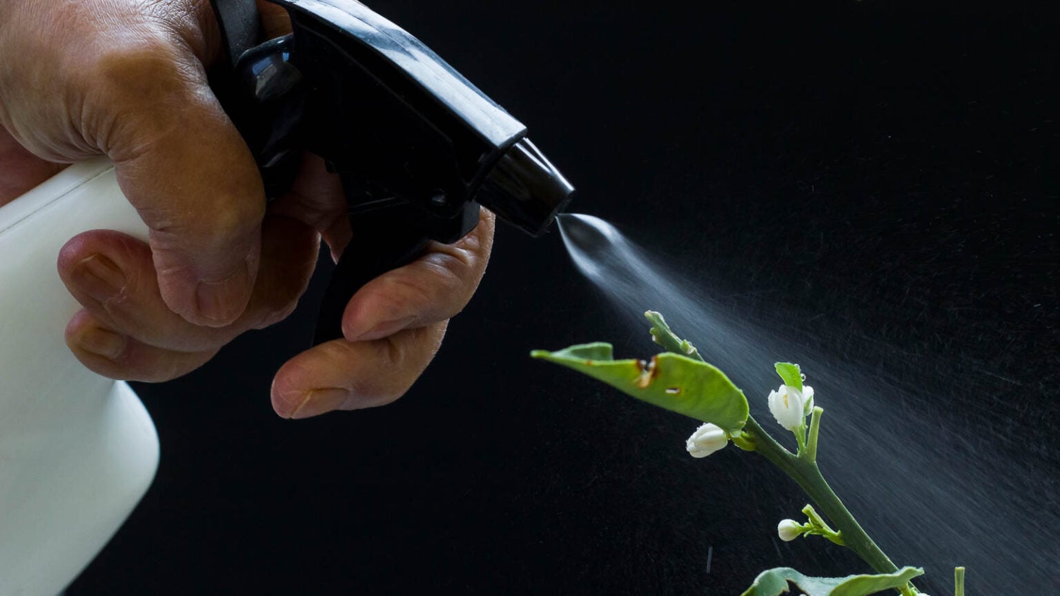 How To Identify and Control Asian Citrus Psyllid