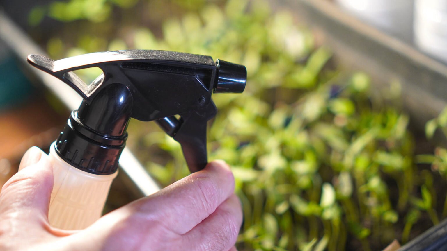 How to Grow Lettuce Microgreens in 5 Easy Steps