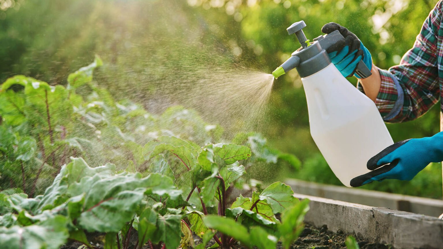 How to Get Rid of Grasshoppers in the Garden