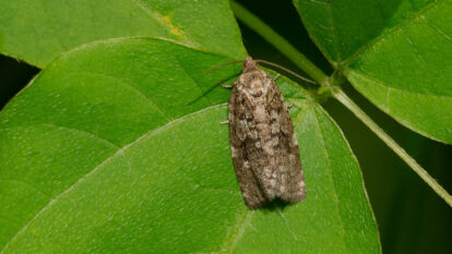 How to Identify and Control Spruce Budworm