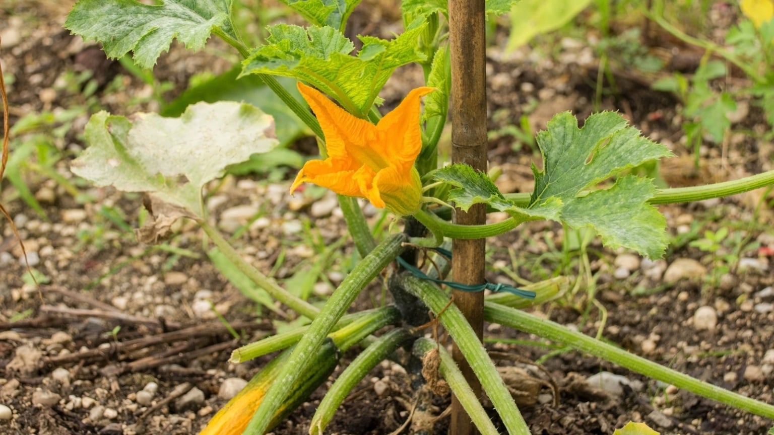 How To Grow Squash Vertically For the Best Harvest