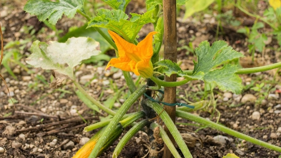 How To Grow Squash Vertically For the Best Harvest