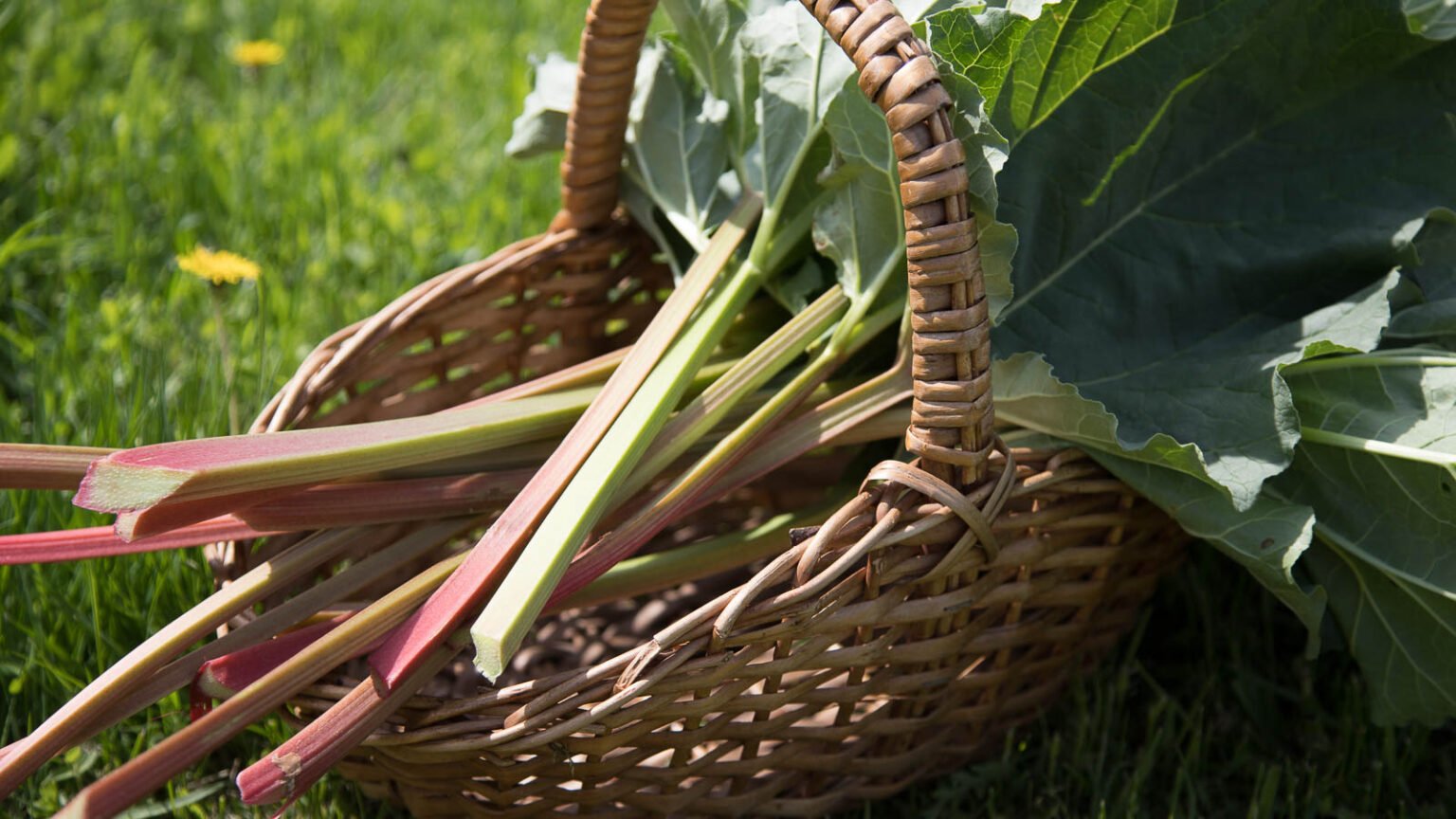 How to Plant, Grow, and Care for Rhubarb