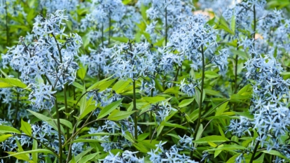 How to Plant, Grow, and Care for 'Storm Cloud' Amsonia