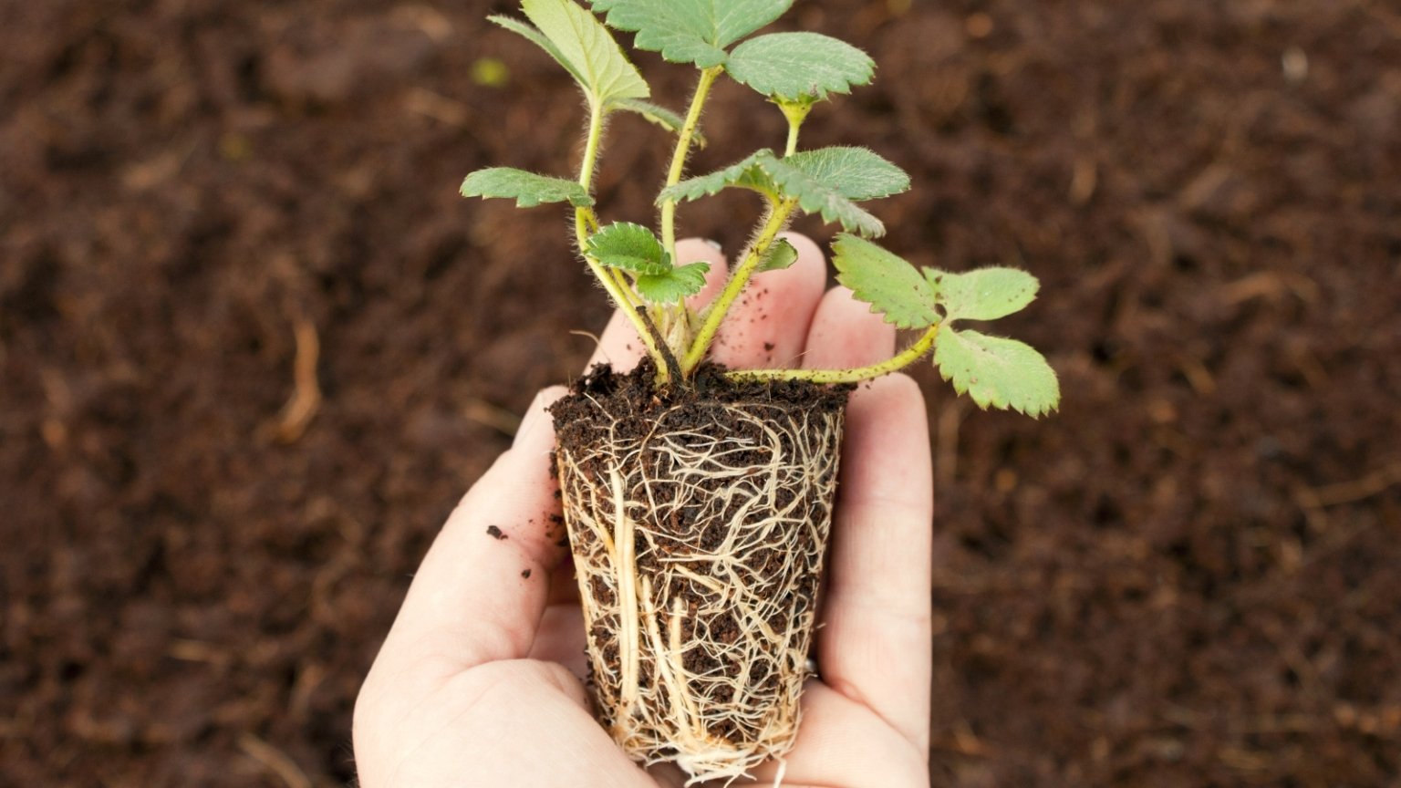 How to Grow Strawberries in Vertical Containers
