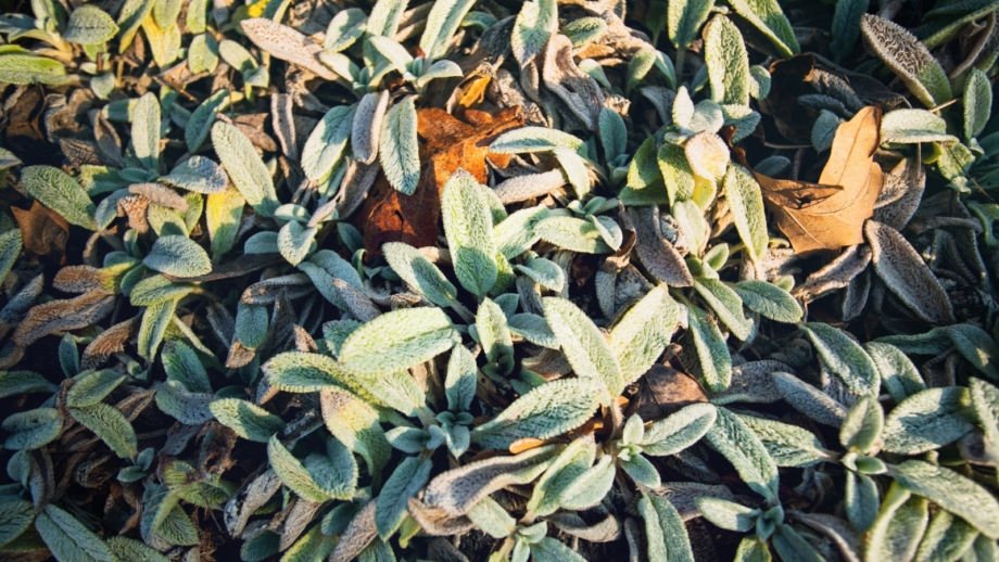 How to Plant, Grow, and Care For Lamb’s Ear Plants
