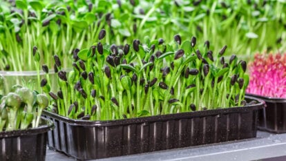 How to Grow Sunflower Microgreens in 6 Easy Steps