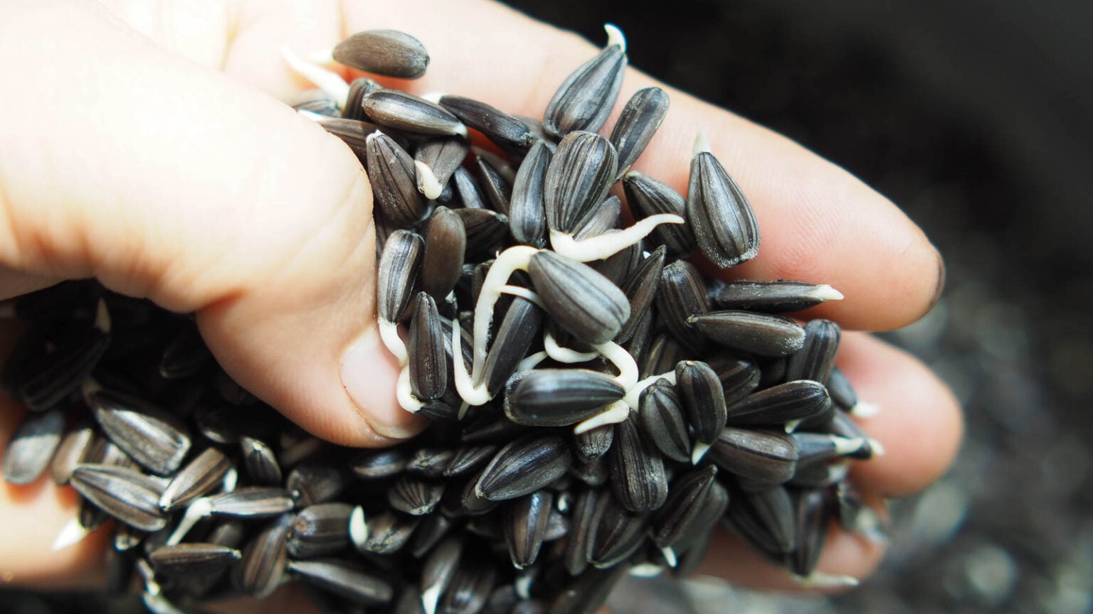 How to Grow Sunflower Microgreens in 6 Easy Steps