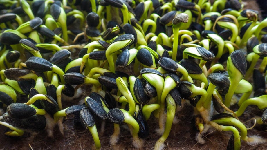 How to Grow Sunflower Microgreens in 6 Easy Steps