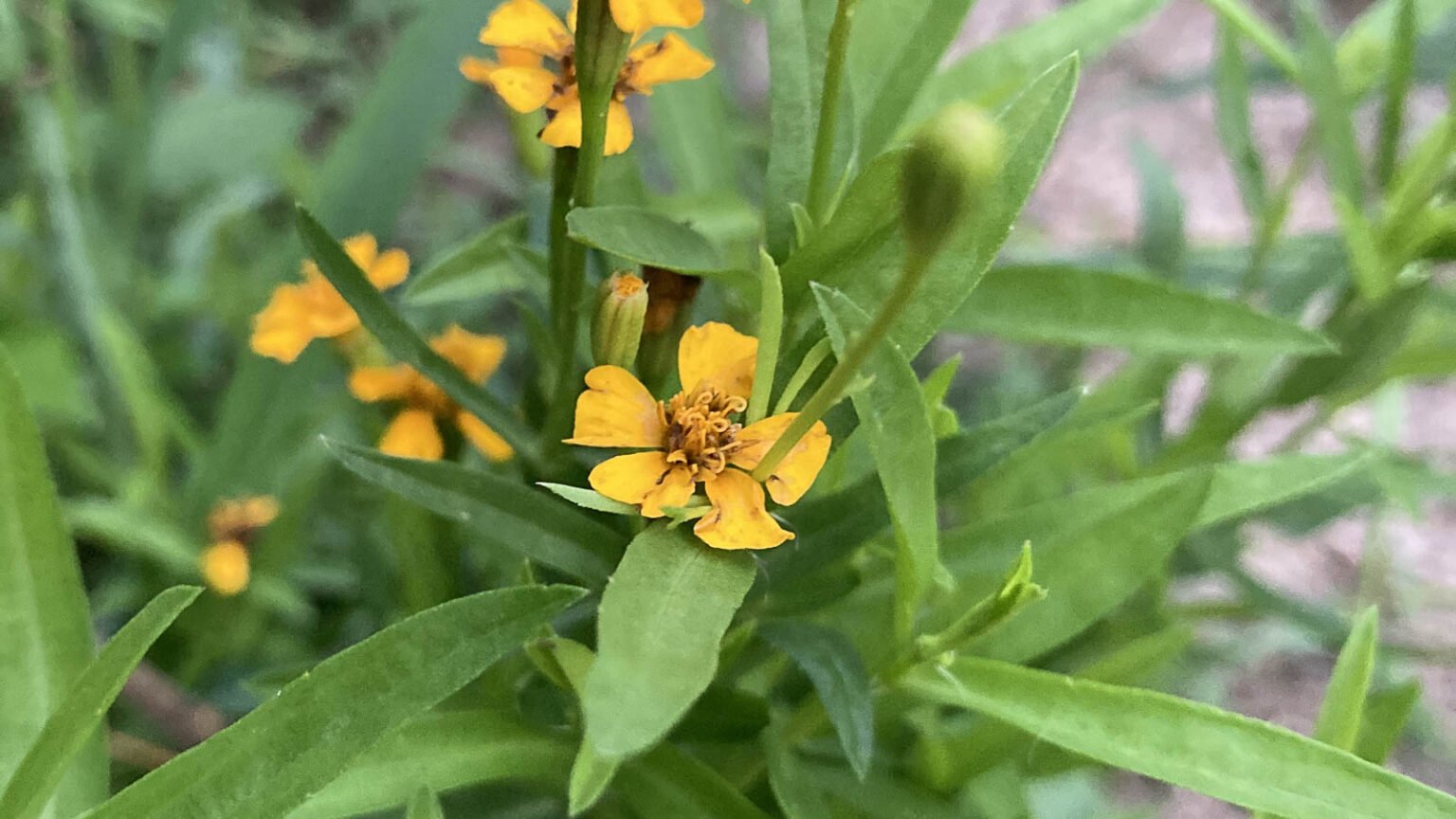 How to Plant, Grow, and Care For Tarragon