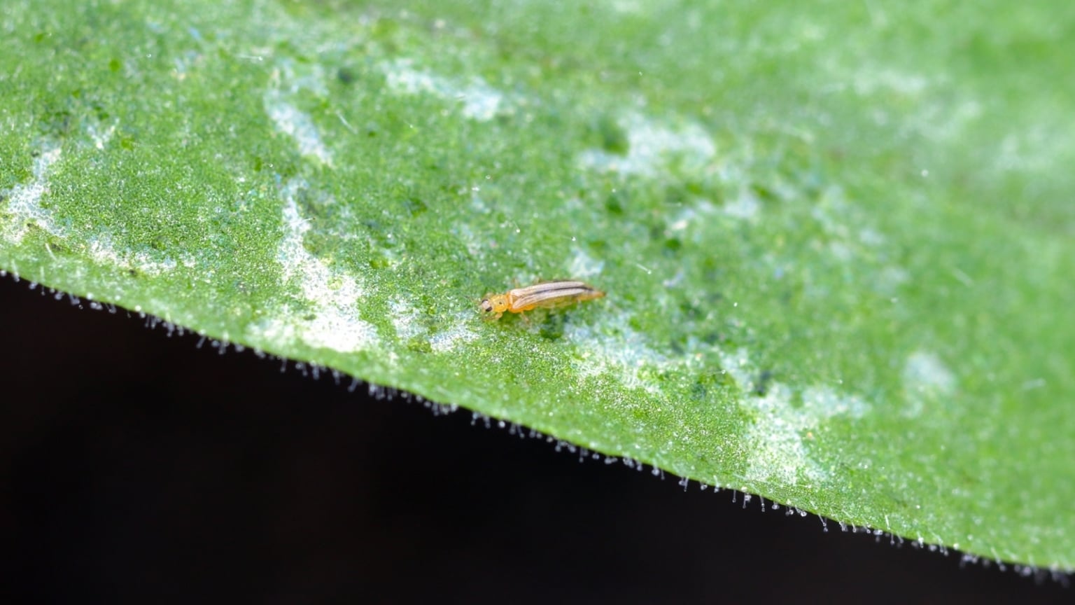 7 Petunia Pests: ID and Treatment