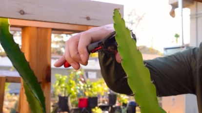 How to Grow Dragon Fruit in Pots and Containers