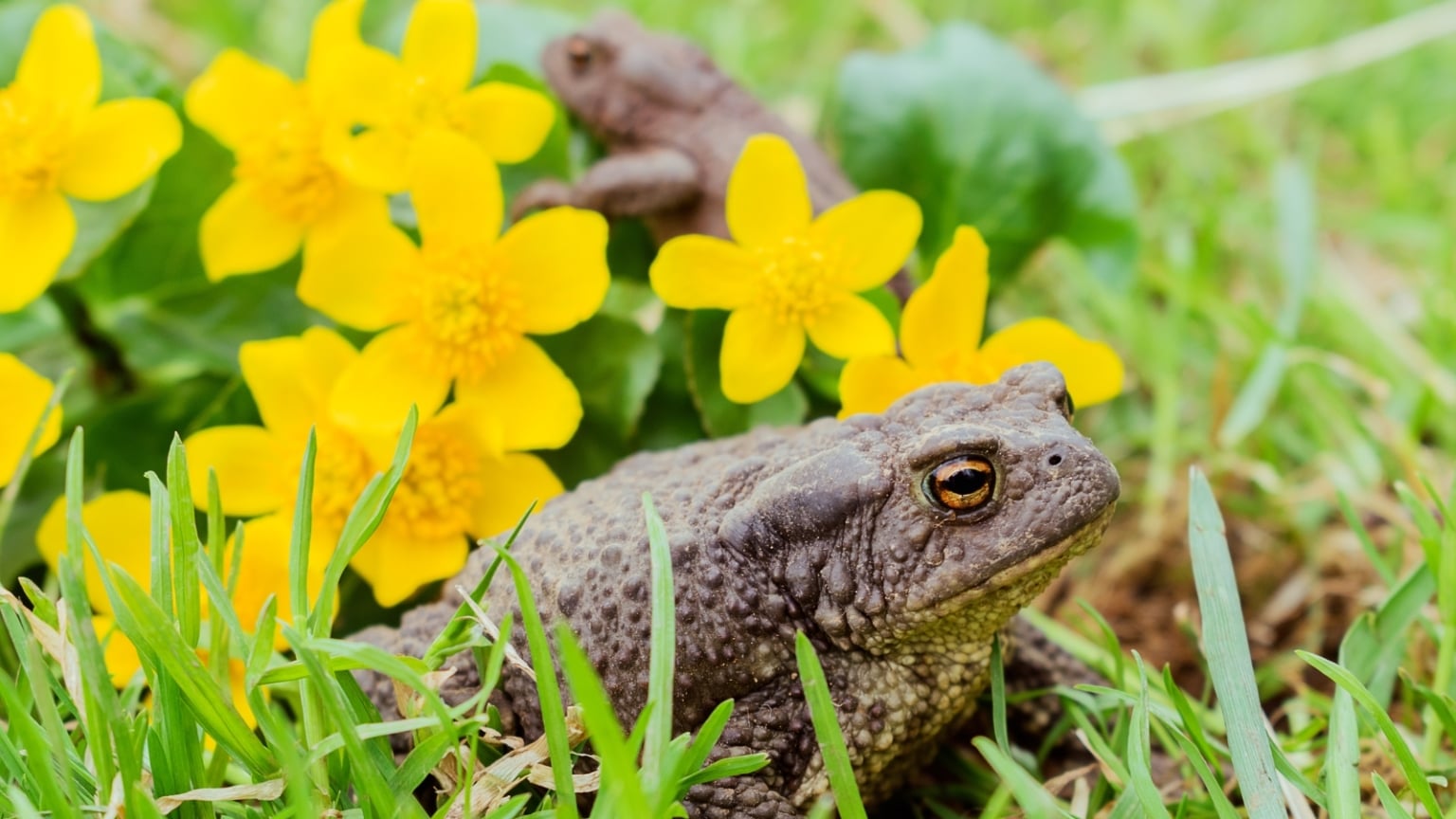 11 Natural Ways to Deter Garden Slugs