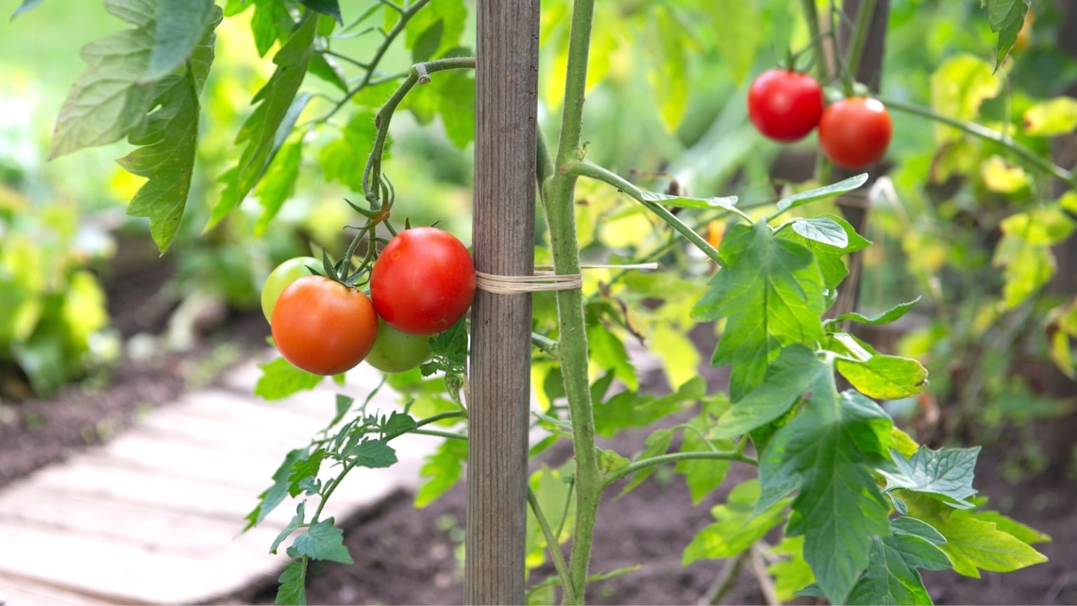 How to Plant, Grow, and Care for Pole Tomatoes