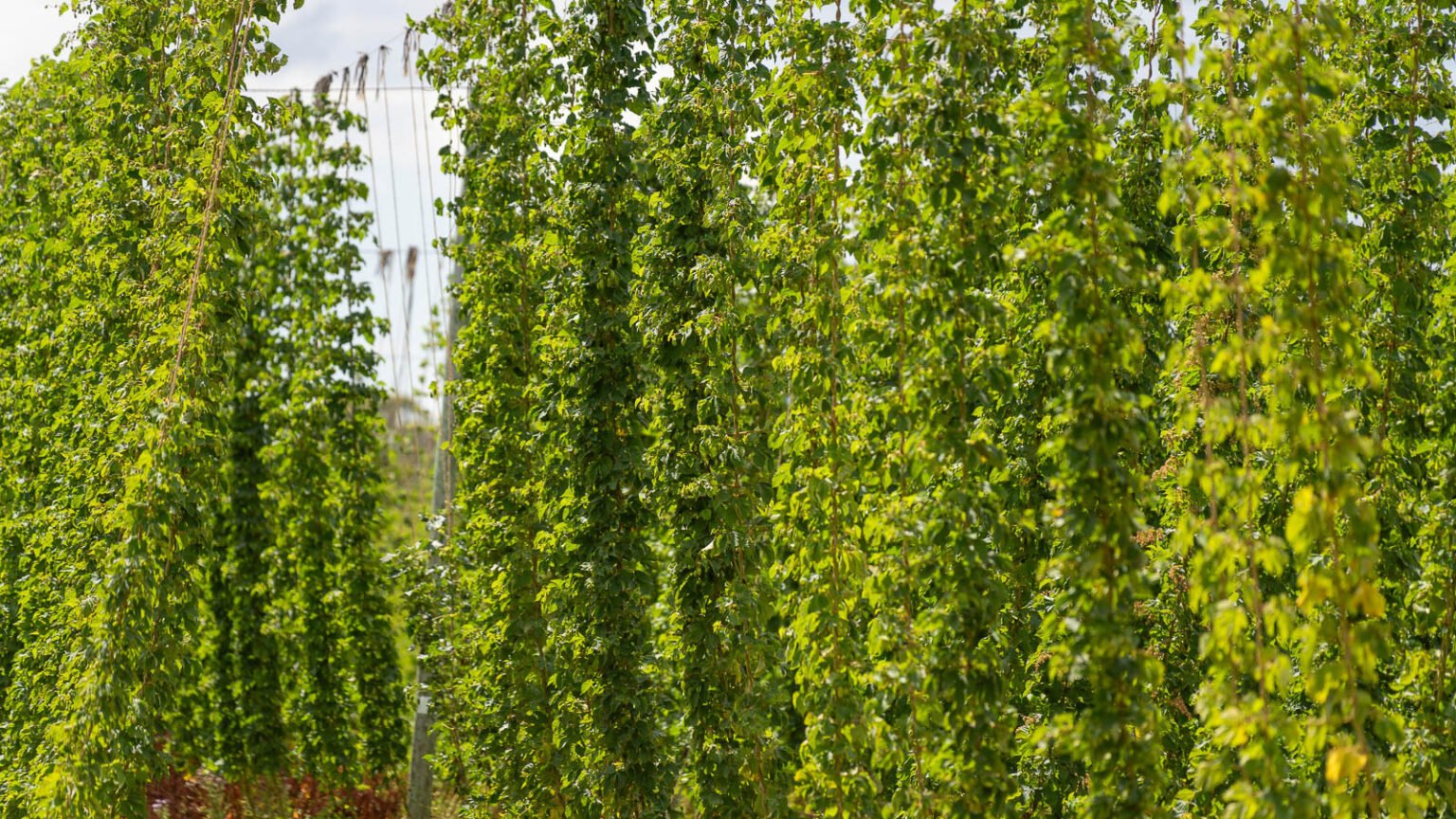 How to Plant, Grow, and Care for Hops