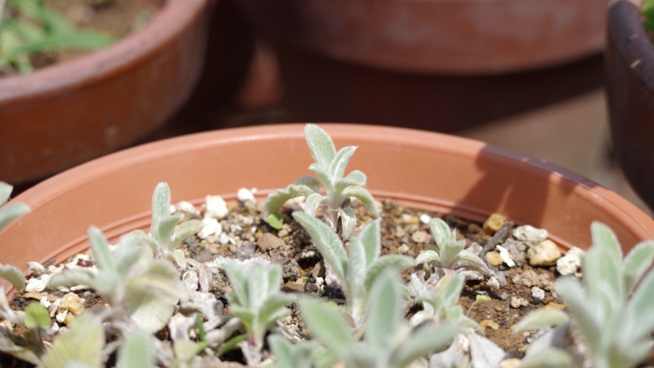 How to Plant, Grow, and Care For Lamb’s Ear Plants