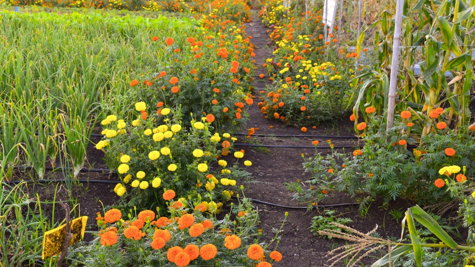 What are Trap Plants, and Do They Actually Work?