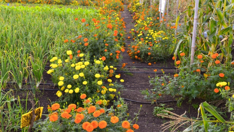 What are Trap Plants, and Do They Actually Work?