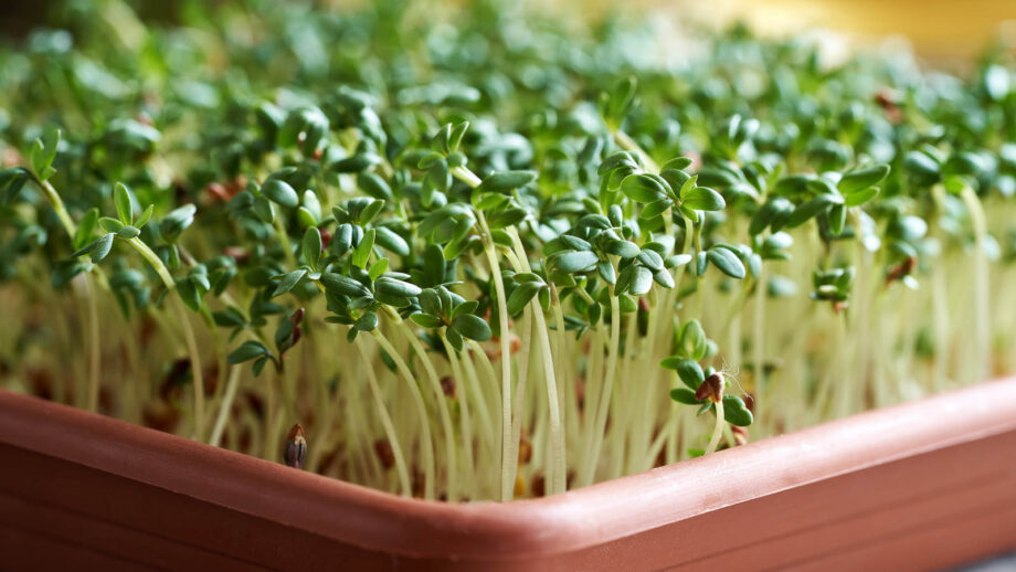 How to Grow Cress Microgreens in 5 Easy Steps