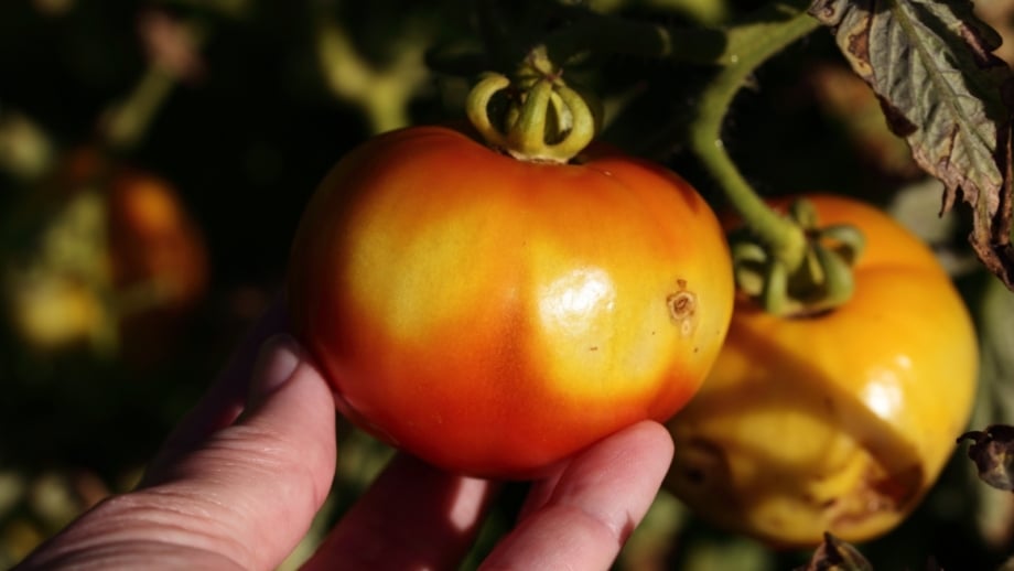 8 Causes of Mealy, Mushy Tomatoes