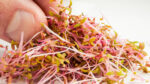 How to Grow Amaranth Microgreens in 5 Easy Steps