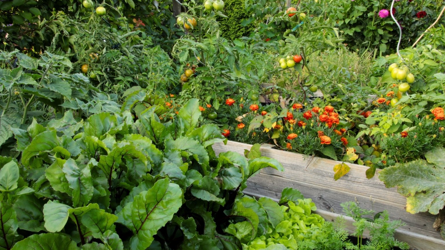 What are Trap Plants, and Do They Actually Work?