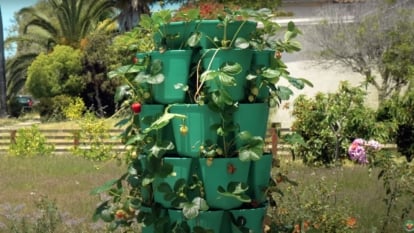 How To Grow Strawberries In Vertical Containers