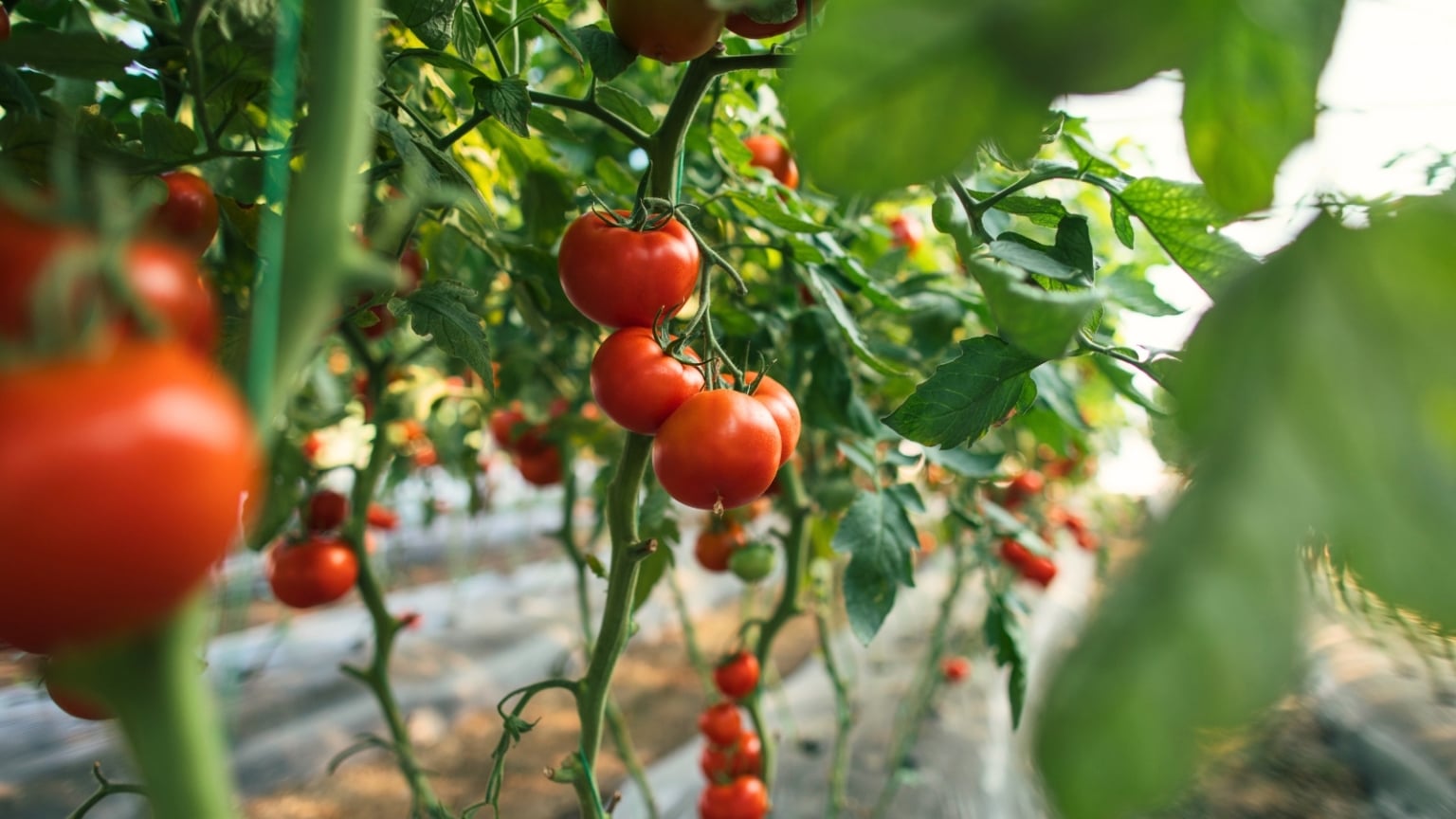 10 Things You Should Know Before Growing Tomatoes