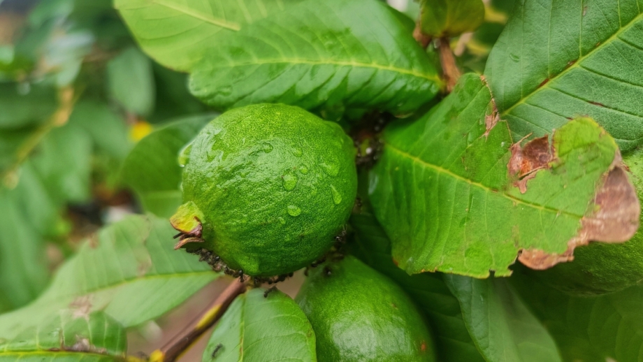 How to Plant, Grow, and Care For ‘Barbie Pink’ Guava Trees