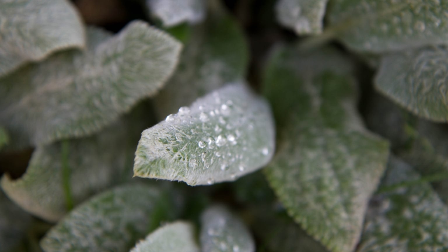 How to Plant, Grow, and Care For Lamb’s Ear Plants