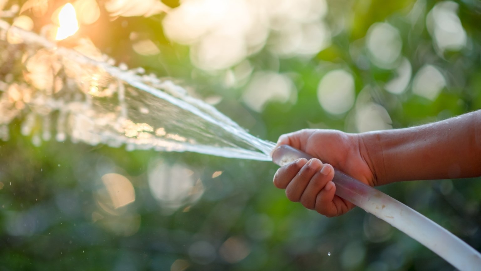 How to Plant, Grow, and Care for Sesame