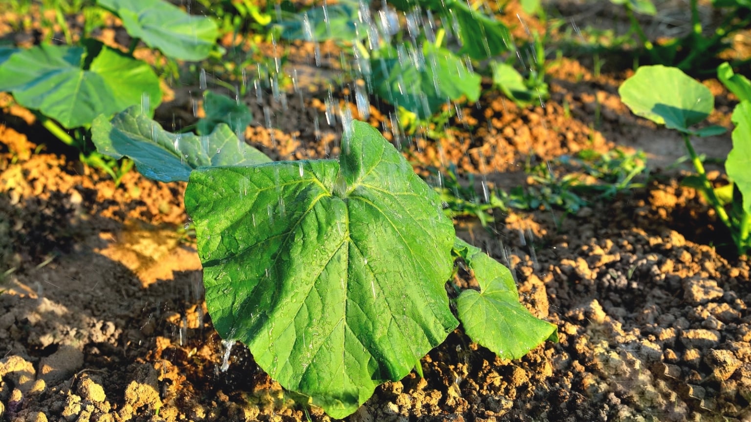 Pumpkin Plant Wilting: When to Worry and What to Do
