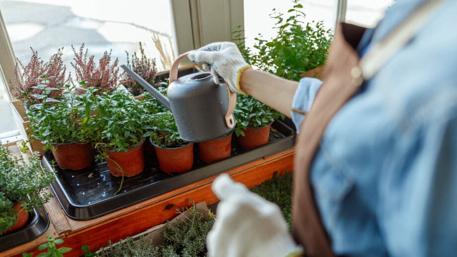 How to Plant, Grow, and Care for Marjoram