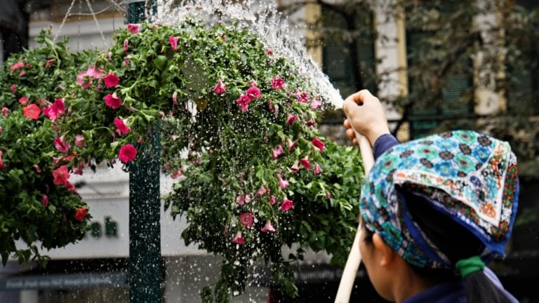 7 Petunia Pests: ID and Treatment