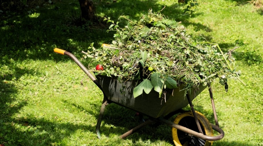 9 Ways to Keep Slugs off Your Hostas