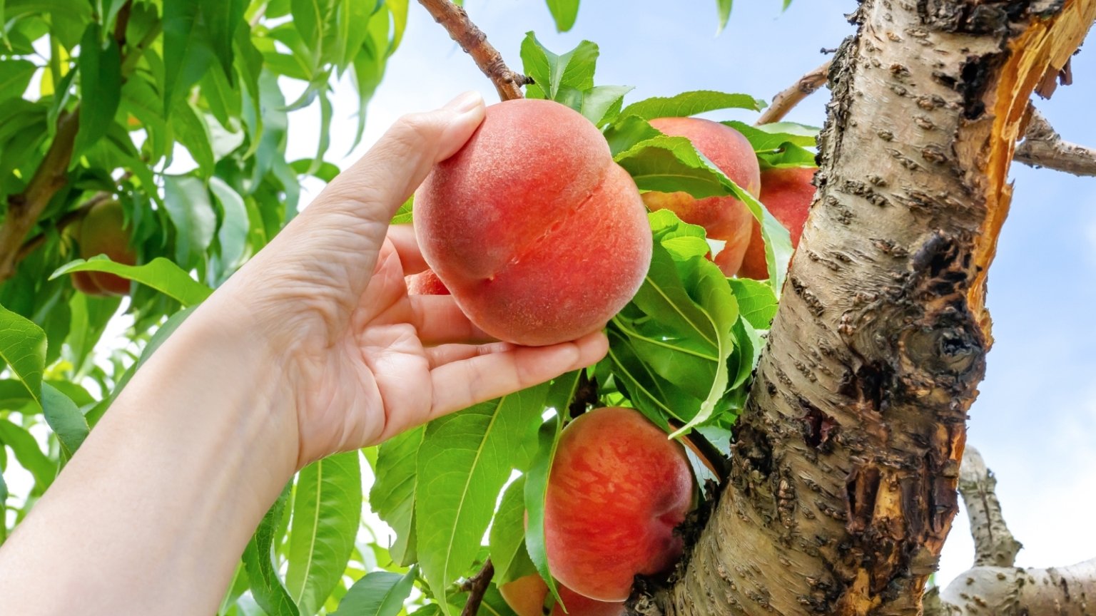 How to Thin Peach Trees in 7 Easy Steps - Epic Gardening