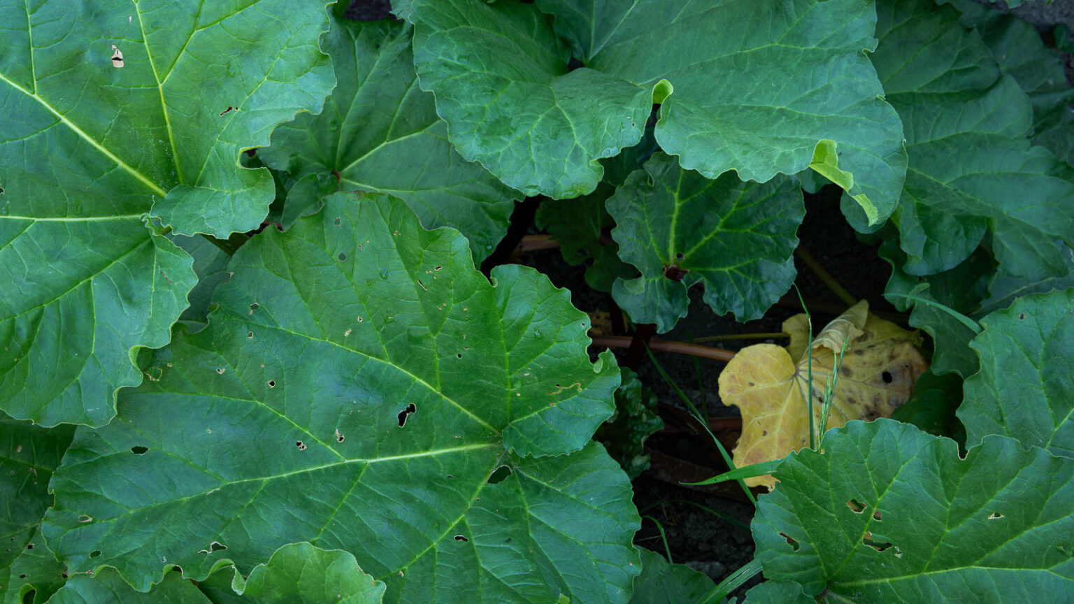 How to Plant, Grow, and Care for Rhubarb