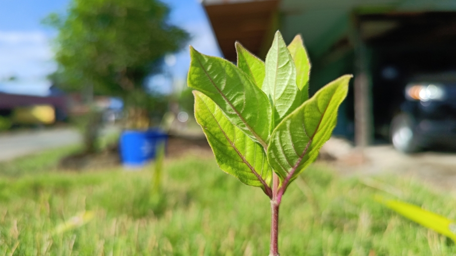 How to Plant, Grow, and Care For ‘Barbie Pink’ Guava Trees