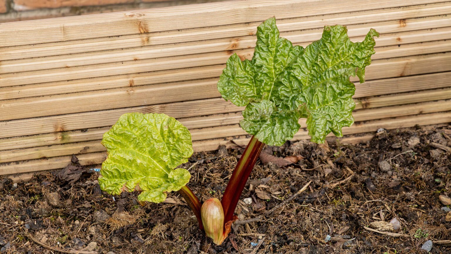 How to Plant, Grow, and Care for Rhubarb