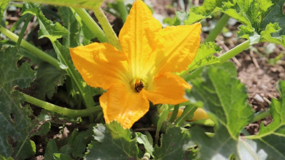 How to Prune Squash Plants for Bigger, Better Yields