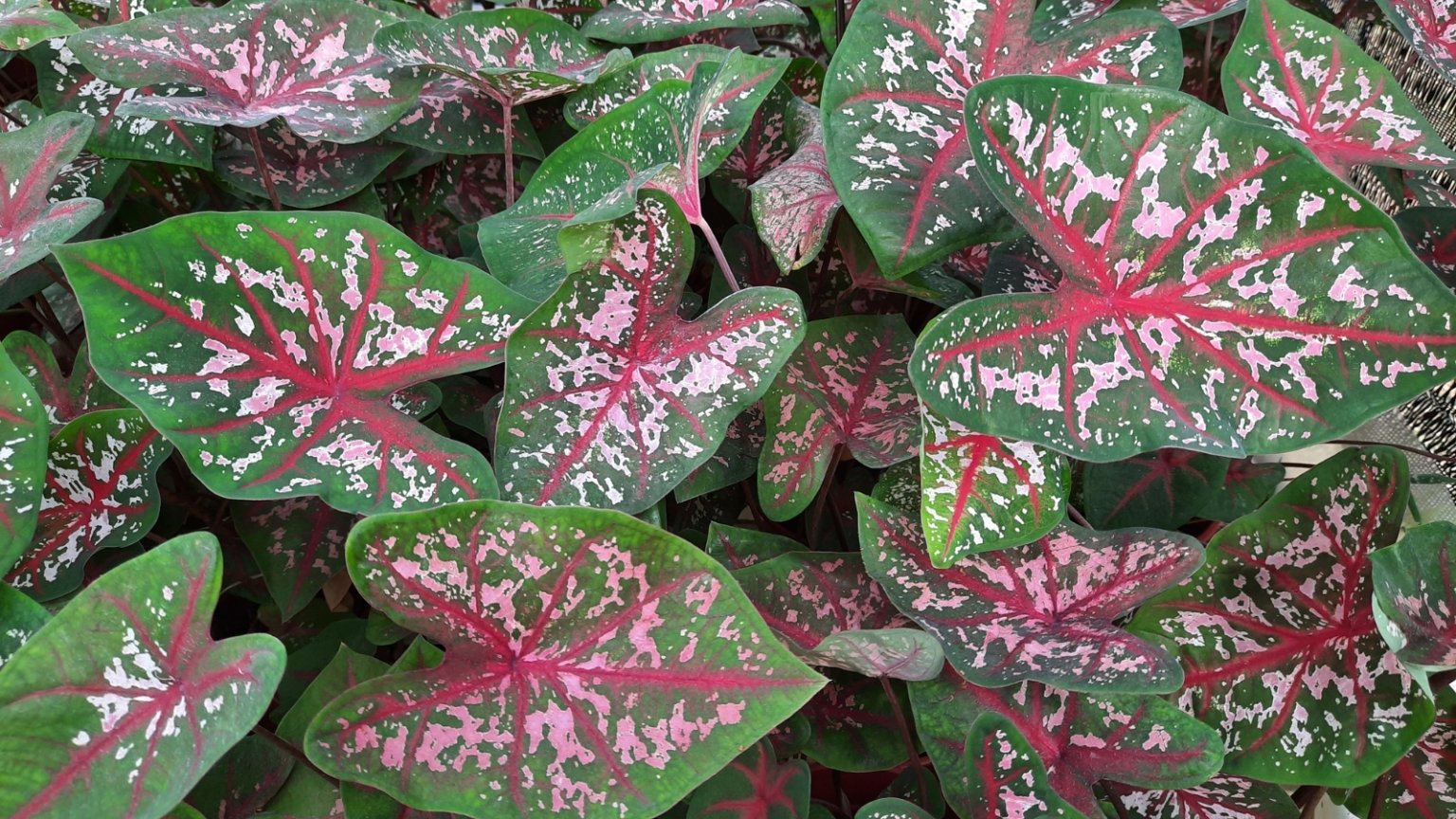 25 Beautiful Caladium Varieties for Your Indoor or Shade Garden