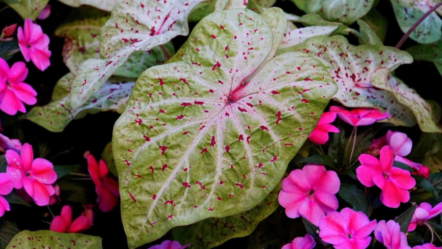 25 Beautiful Caladium Varieties for Your Indoor or Shade Garden