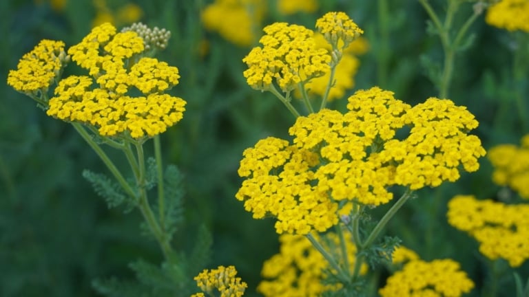 19 Herbs With Yellow Flowers