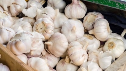 How to Plant, Grow, and Care for Romanian Red Hardneck Garlic