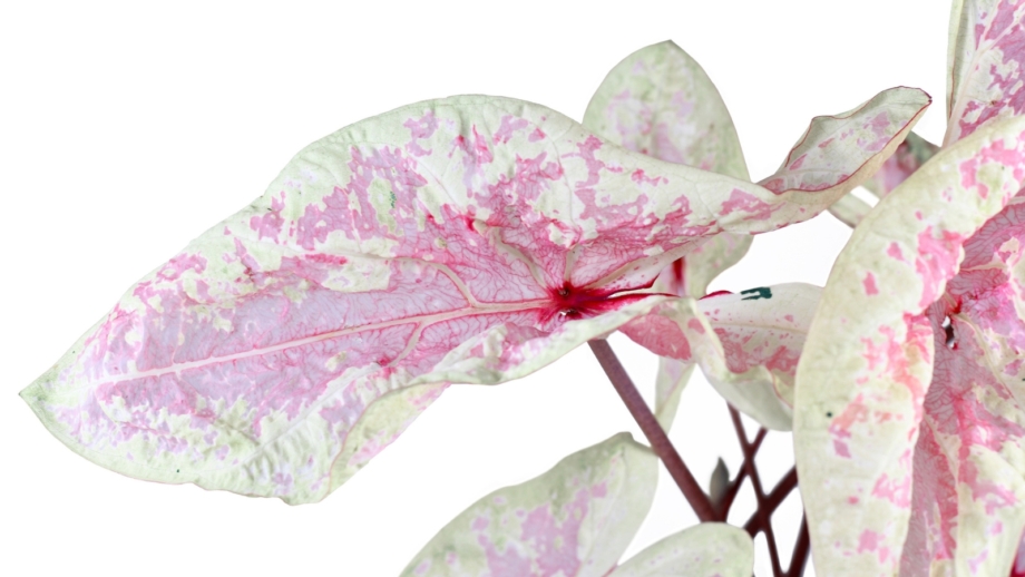 25 Beautiful Caladium Varieties for Your Indoor or Shade Garden