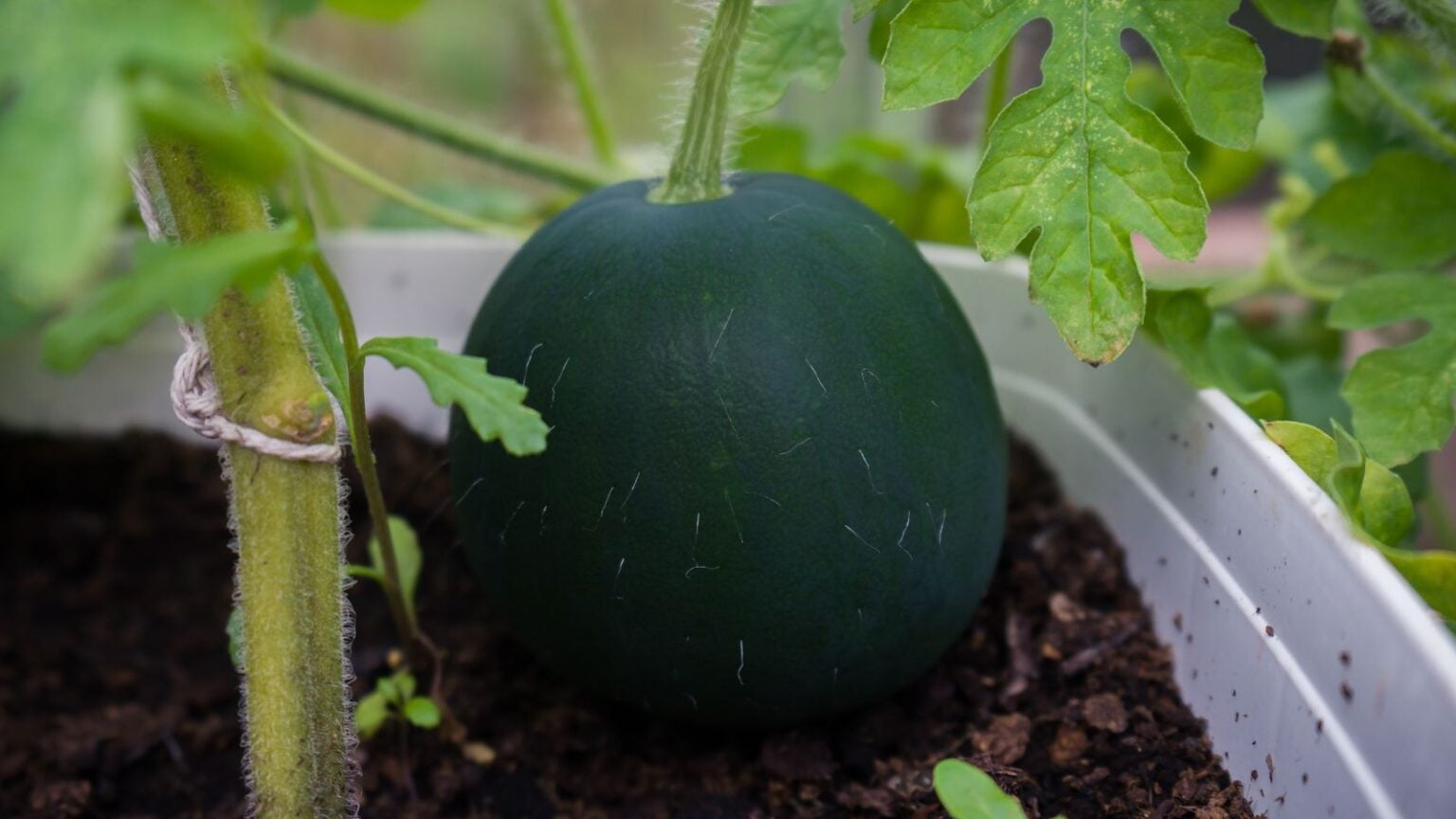 How to Grow Watermelons in Pots and Containers